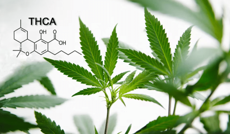 THC vs THCA: A Comprehensive Guide to Cannabis Compounds